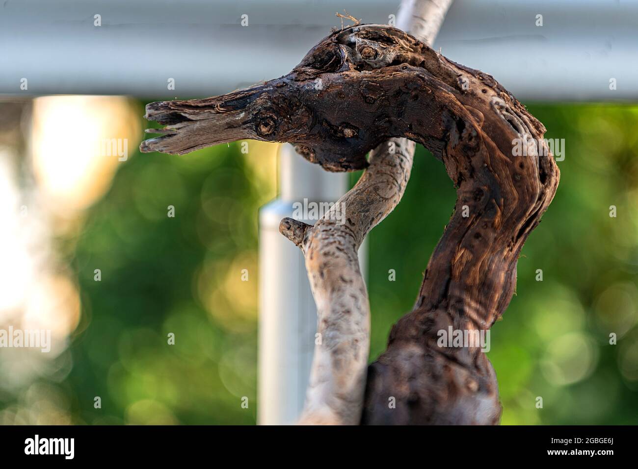 what the dried tree branches tell us Stock Photo - Alamy