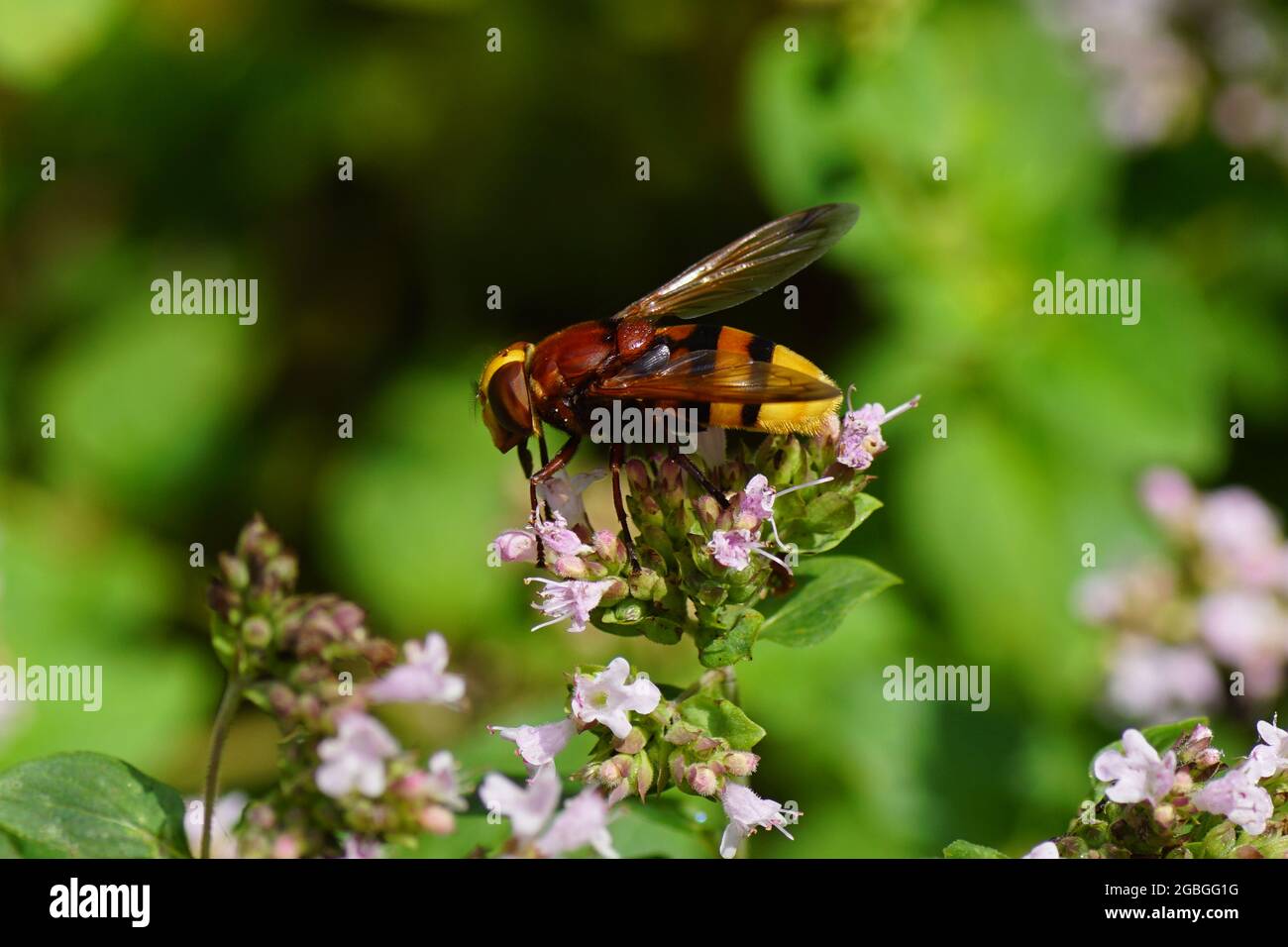 Hornet mimic hoverfly (Volucella zonaria), family Syrphidae on flowers ...