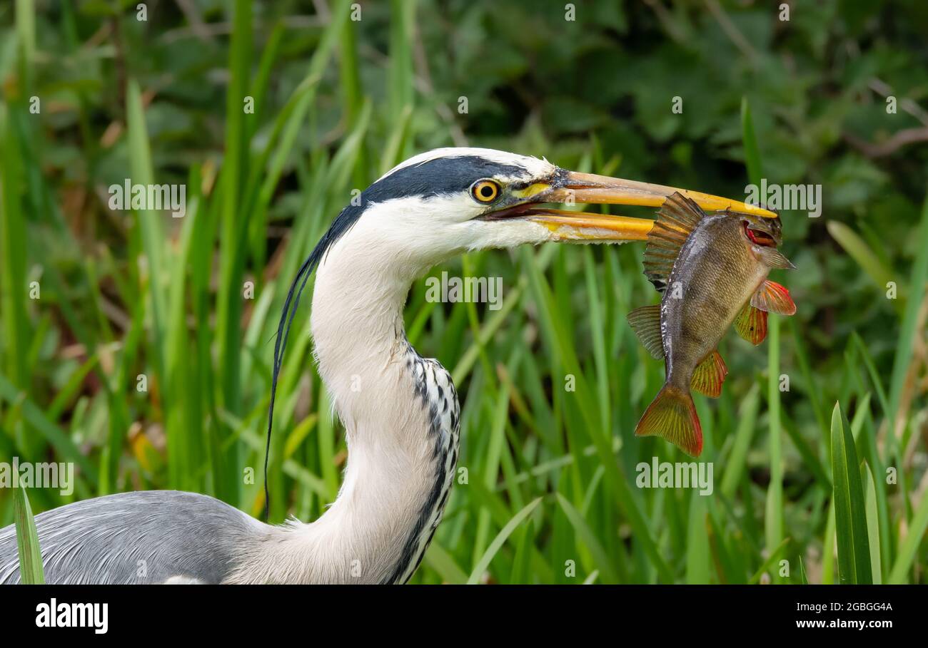 Herons catching hi-res stock photography and images - Alamy