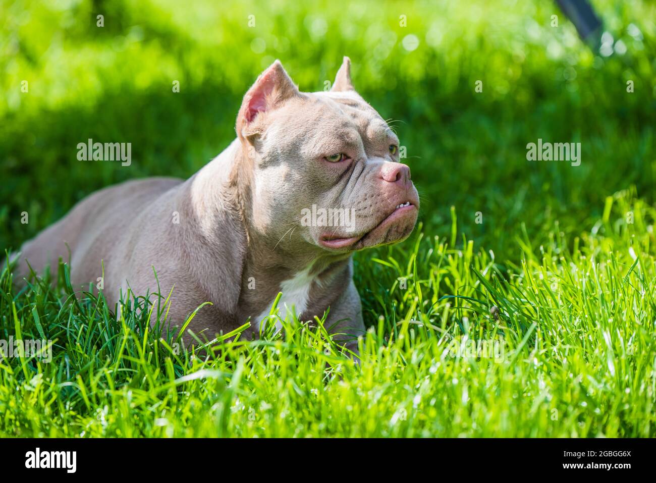 Muscular American Bully