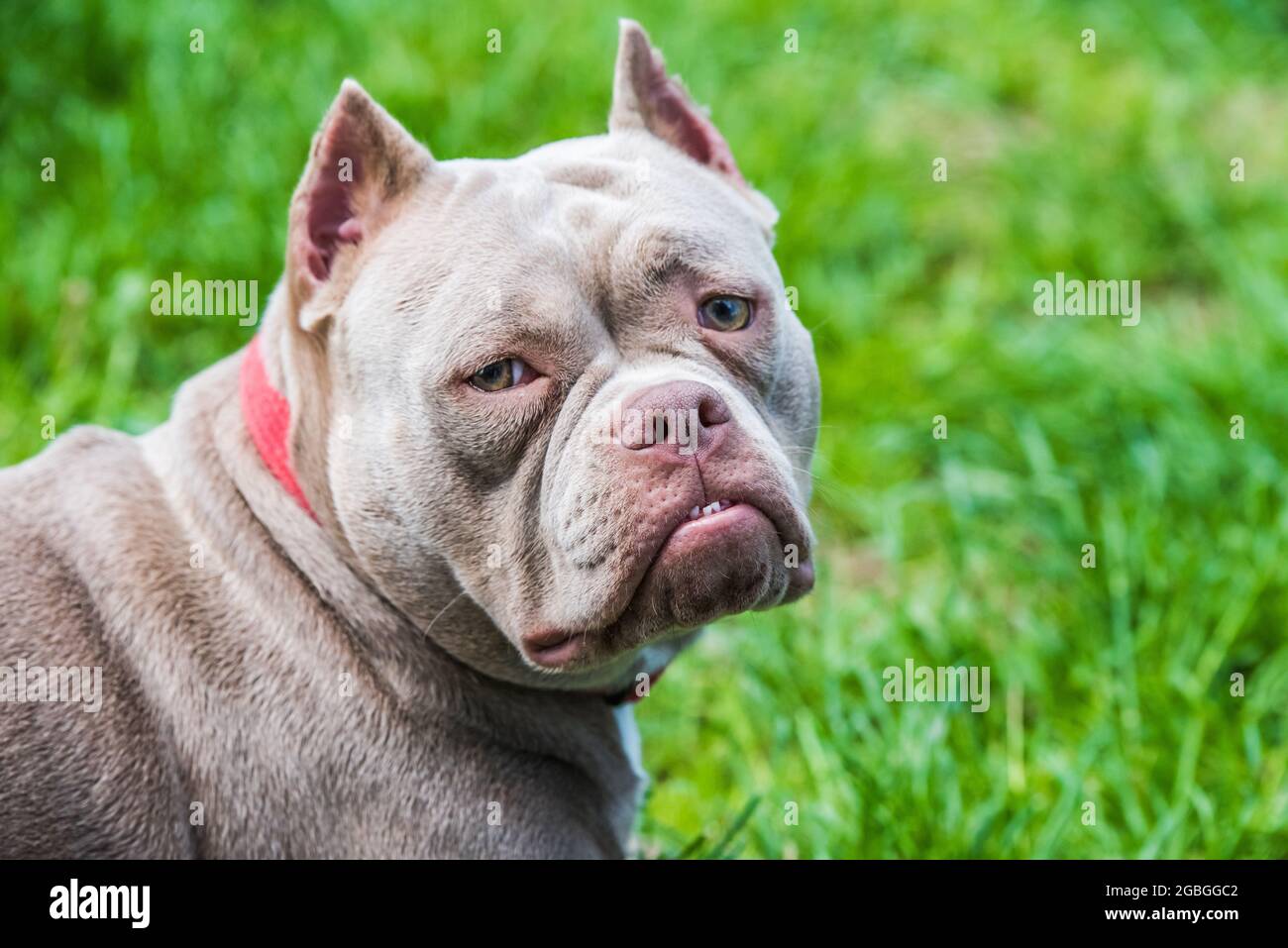 Lilac color American Bully dog top view outside. Medium sized dog with ...