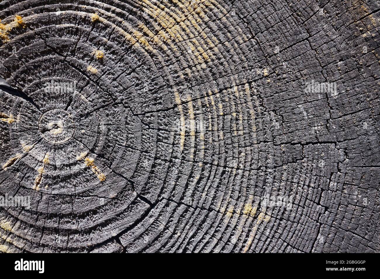 Selective focus burnt resinous wood glowing texture of rough surface ...