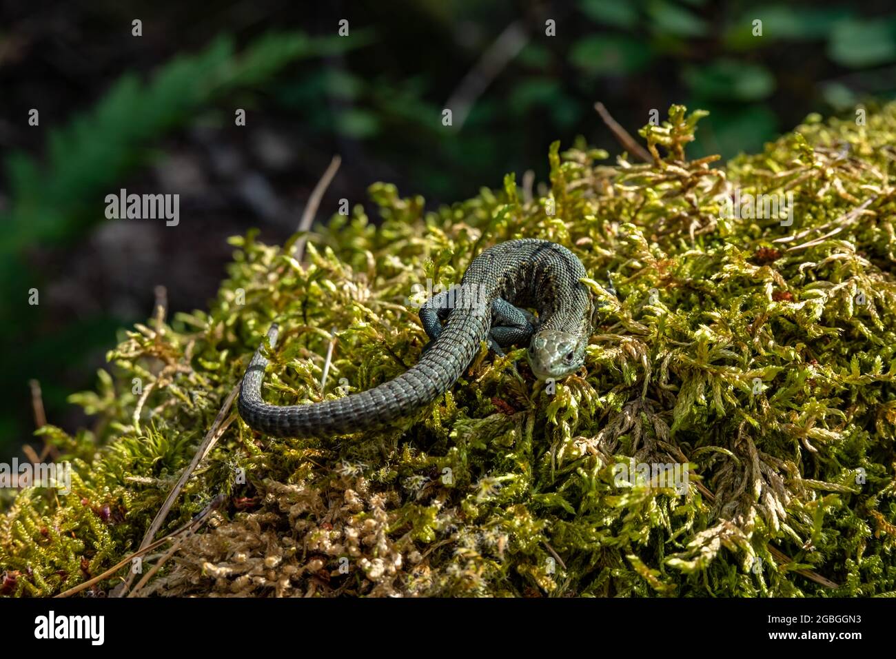 common lizard, zootoca vivipara in sweden Stock Photo - Alamy
