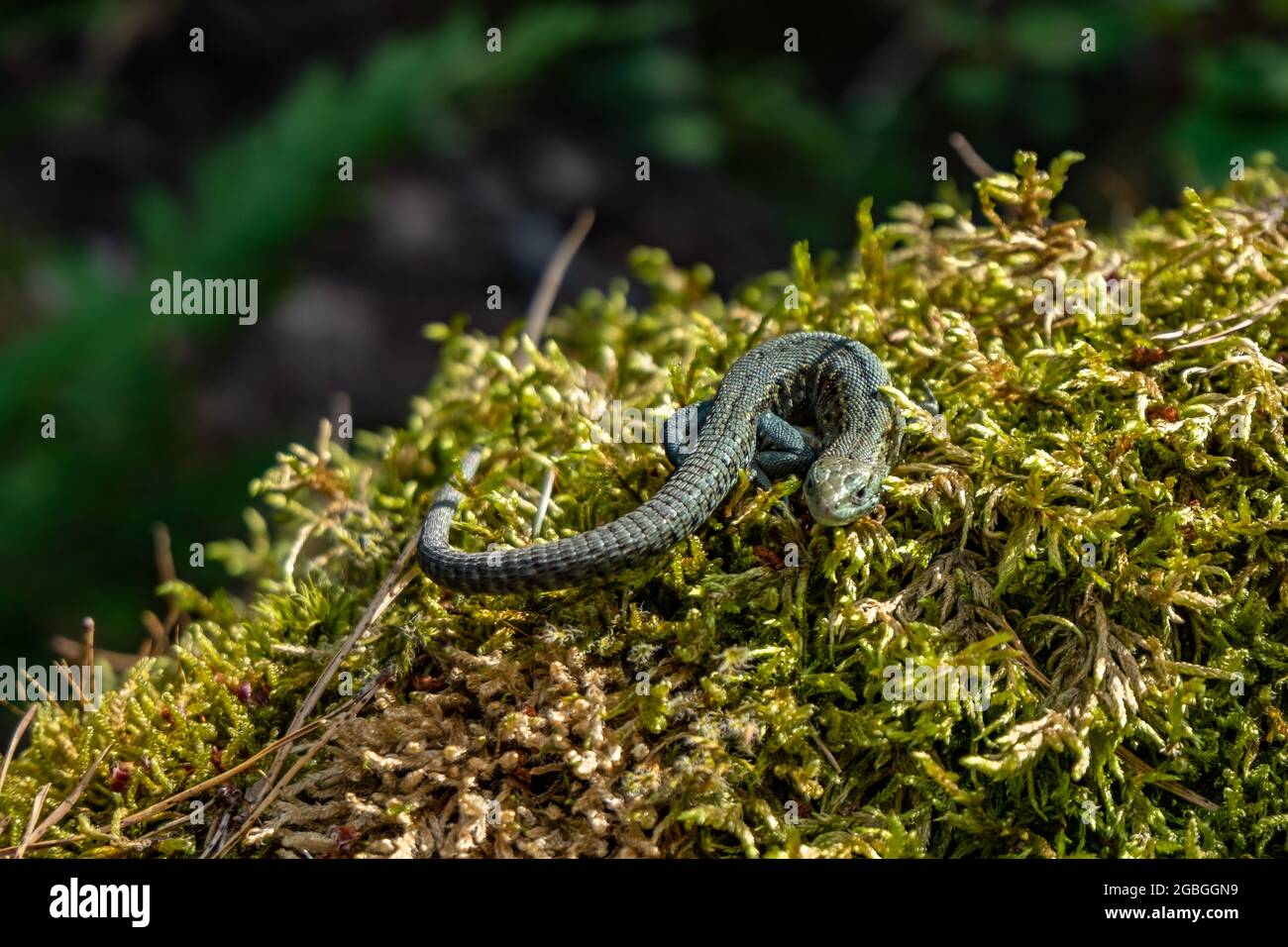 common lizard, zootoca vivipara in sweden Stock Photo - Alamy