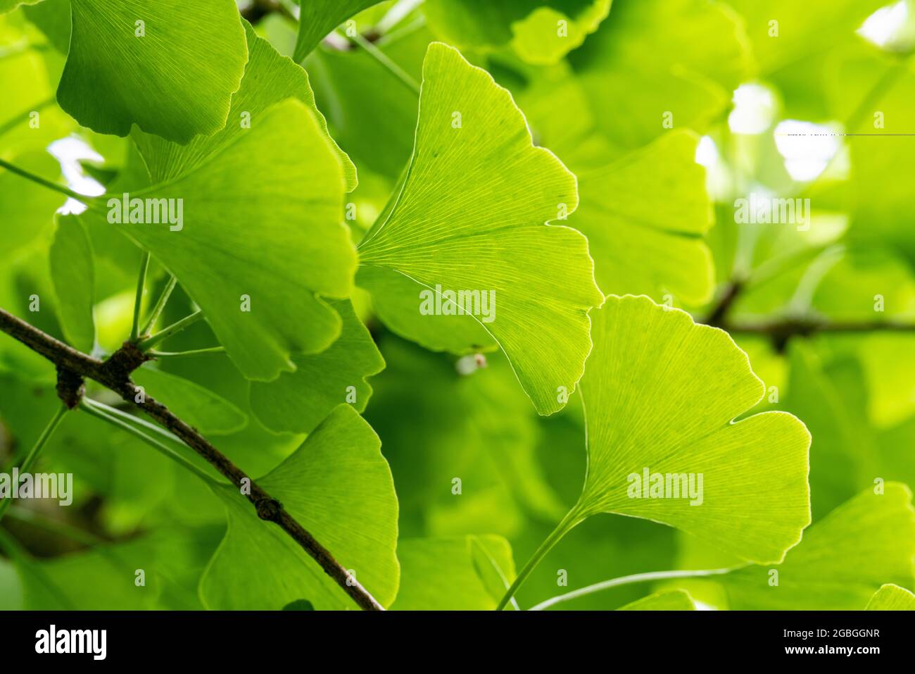 Gingko leaves hi-res stock photography and images - Alamy