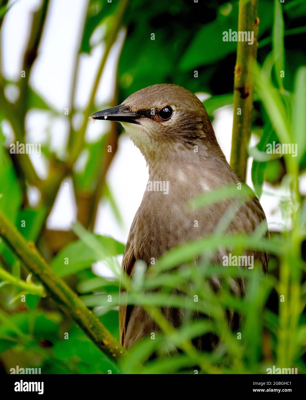 Baby starling hi-res stock photography and images - Alamy