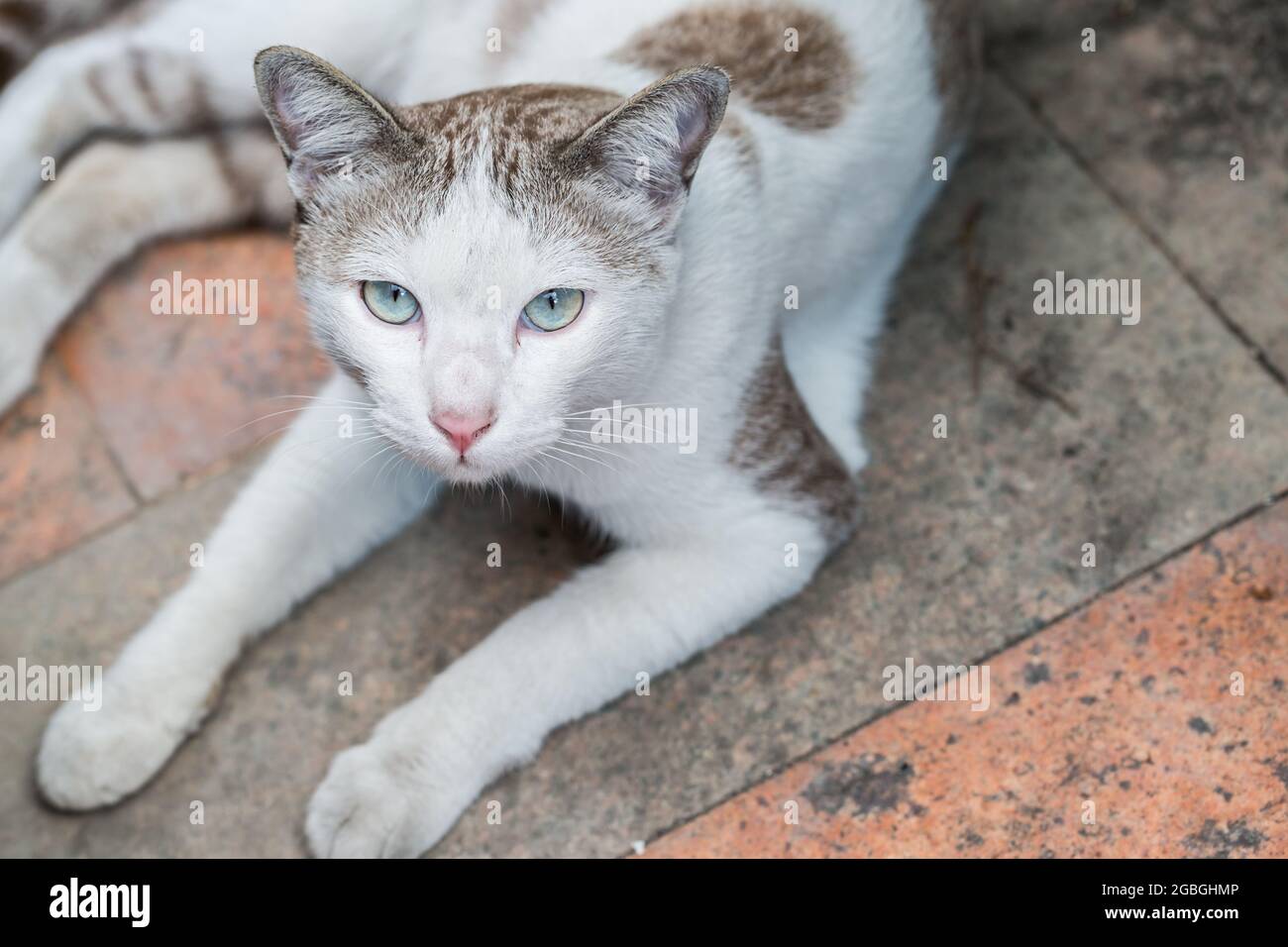 cat is resting on the floor Stock Photo - Alamy