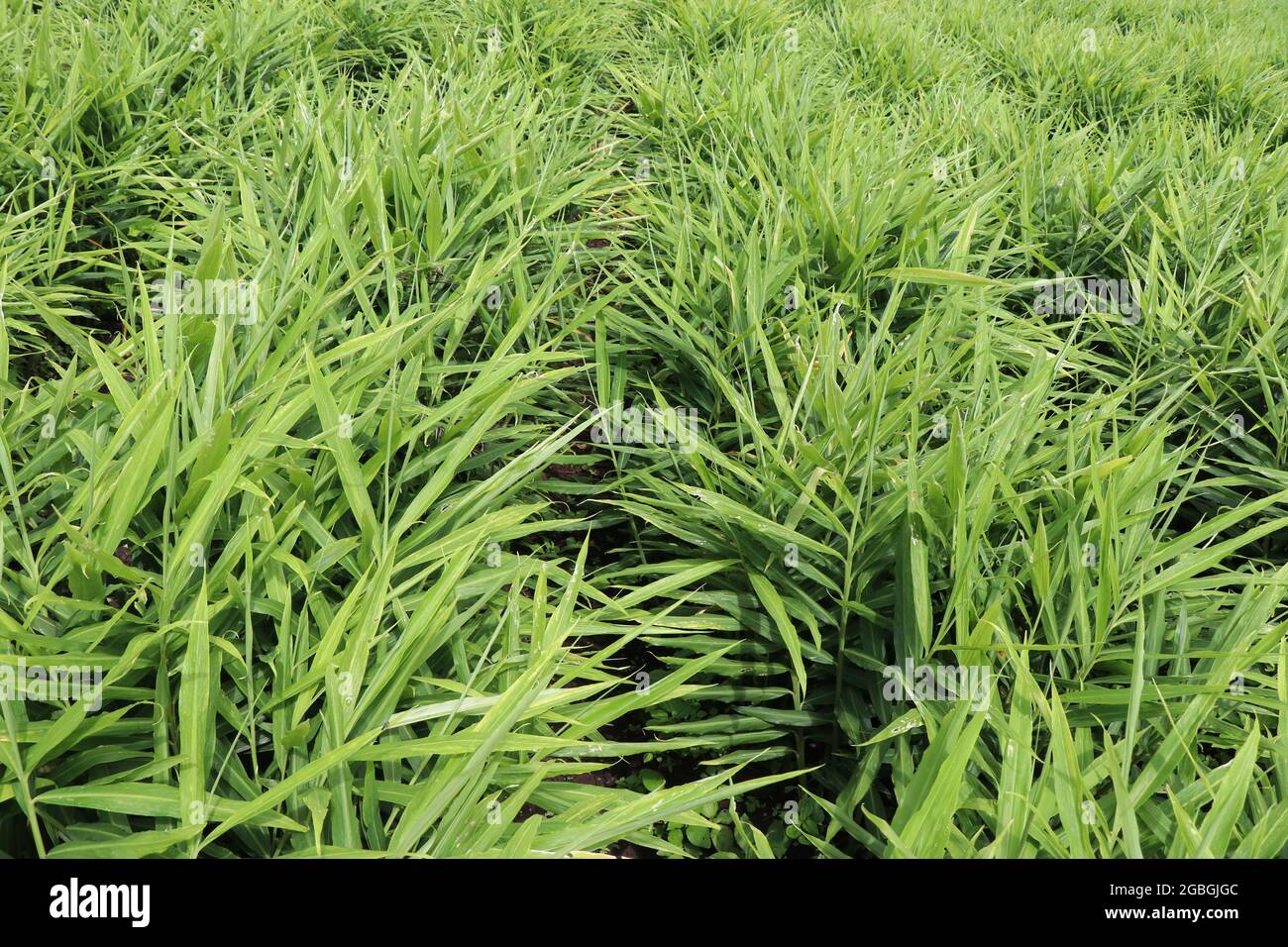 Ginger plant leaves hi-res stock photography and images - Alamy