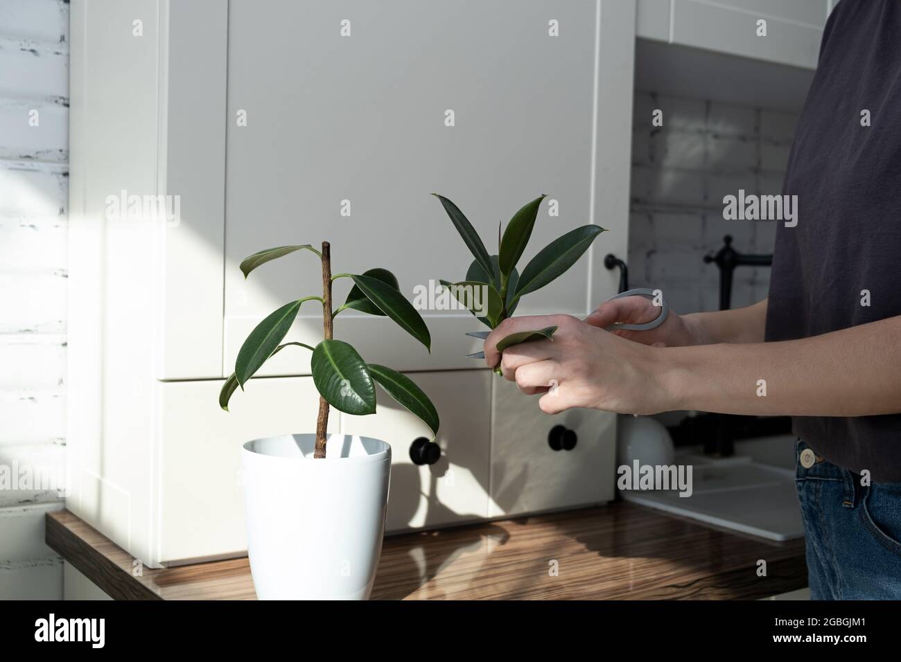 ficus cuttings. Breeding potted plants. Ficus elastica Stock Photo - Alamy