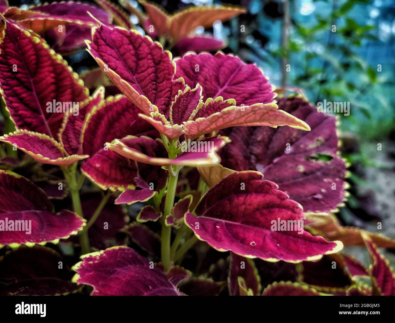 Red coleus plant leaves hi-res stock photography and images - Alamy