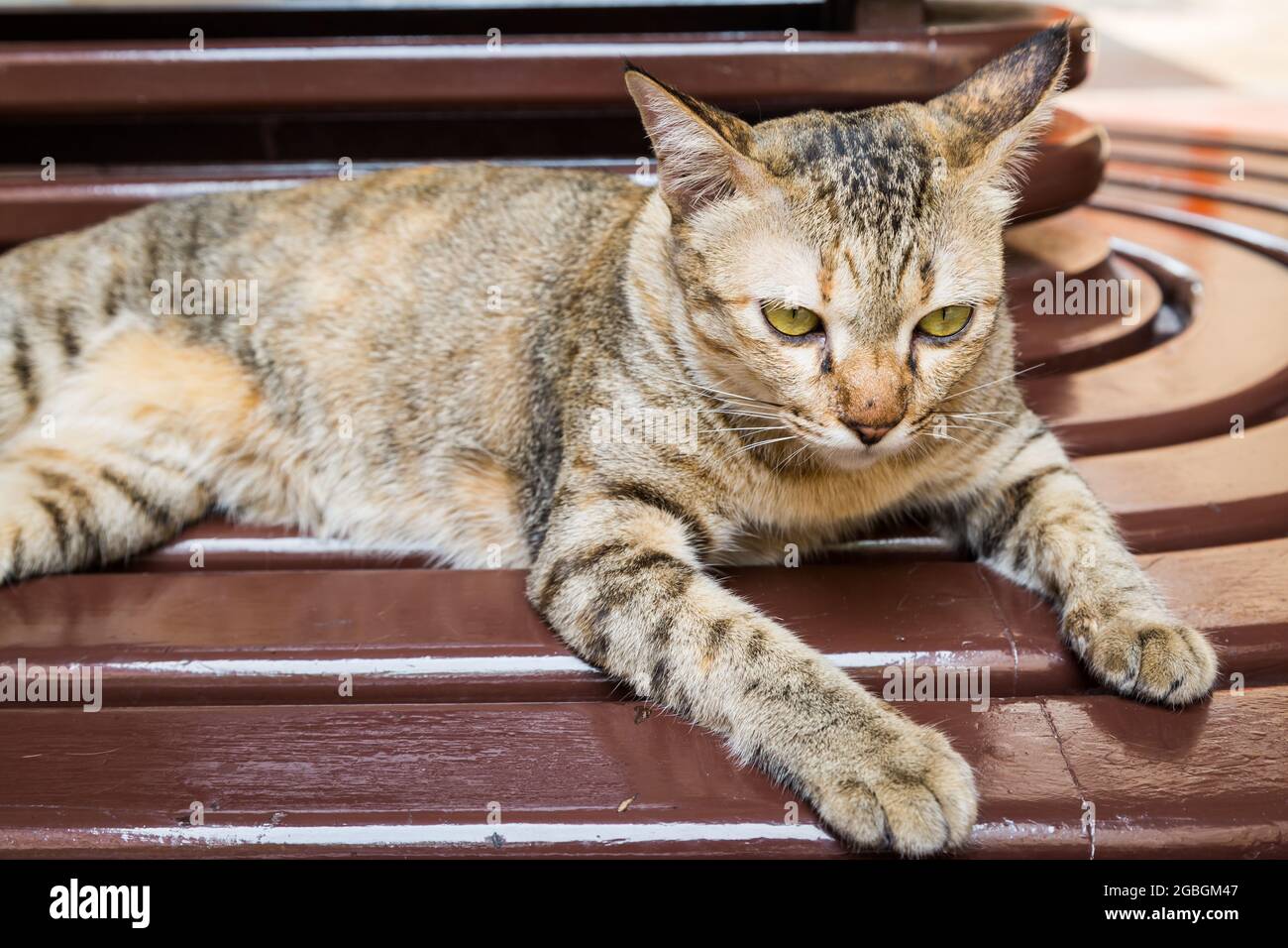 Tabby cat lying on the brown wood table background Stock Photo - Alamy