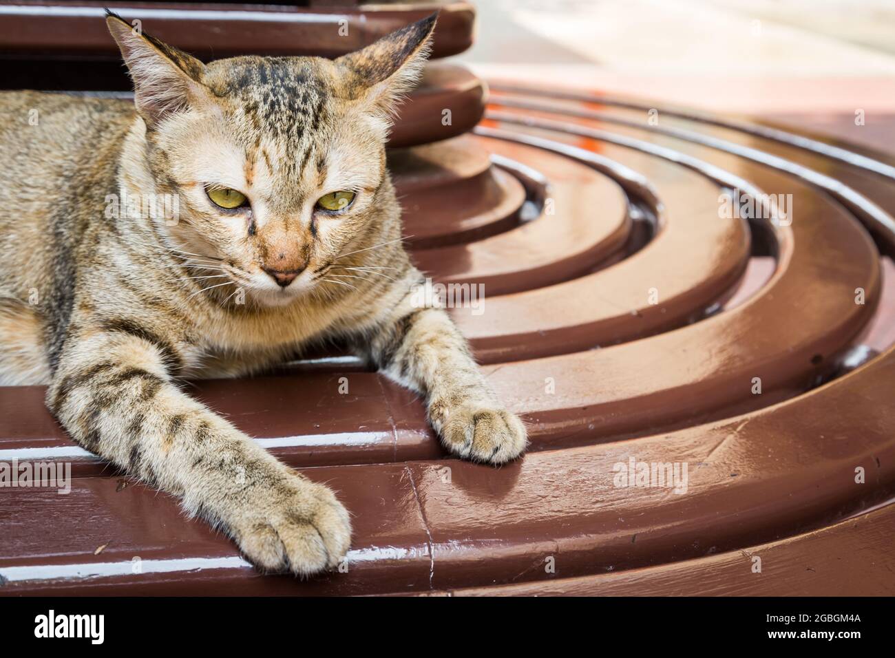Tabby cat lying on the brown wood table background Stock Photo - Alamy
