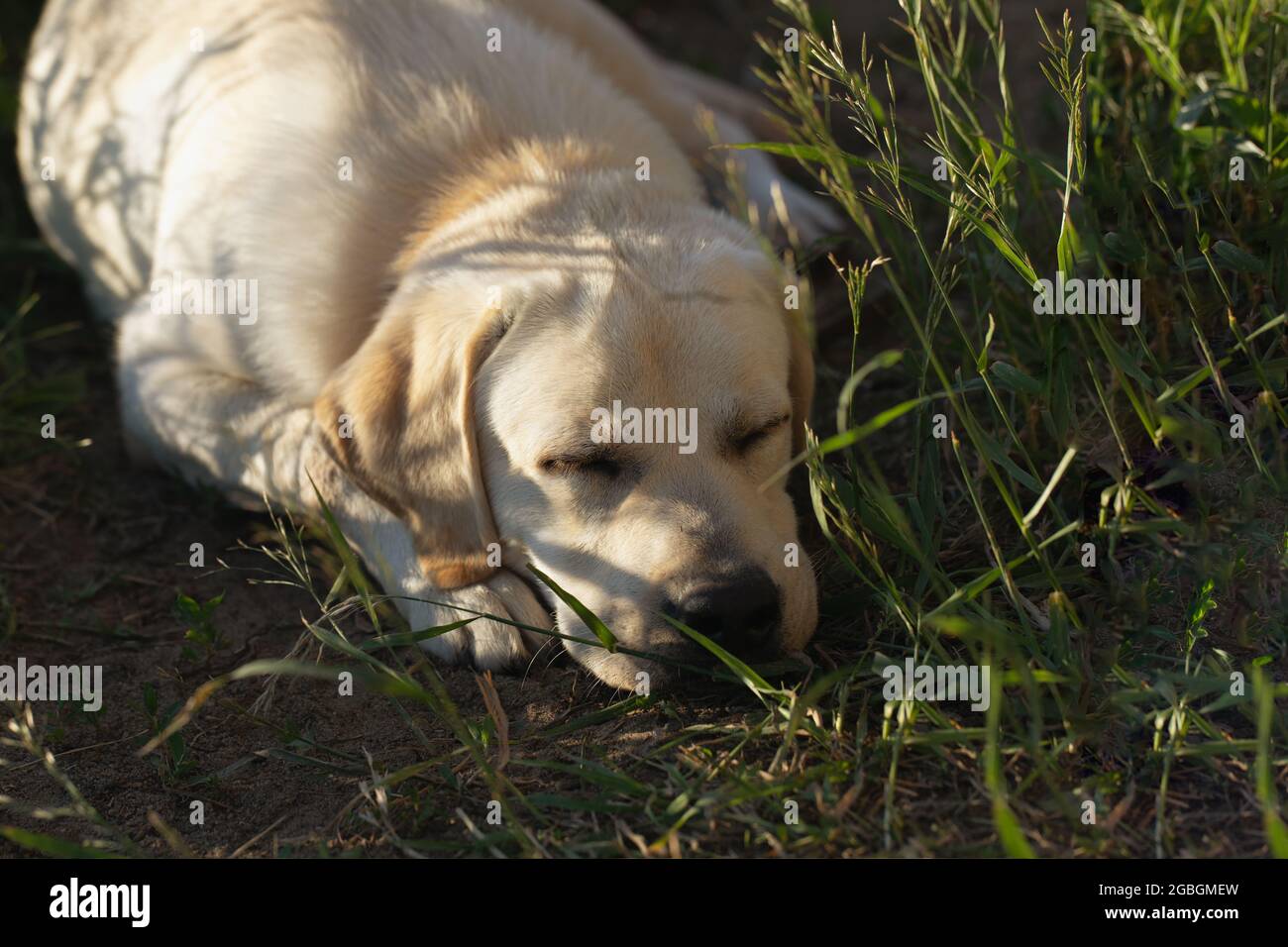 Labrador close up in landscape hi-res stock photography and images - Alamy