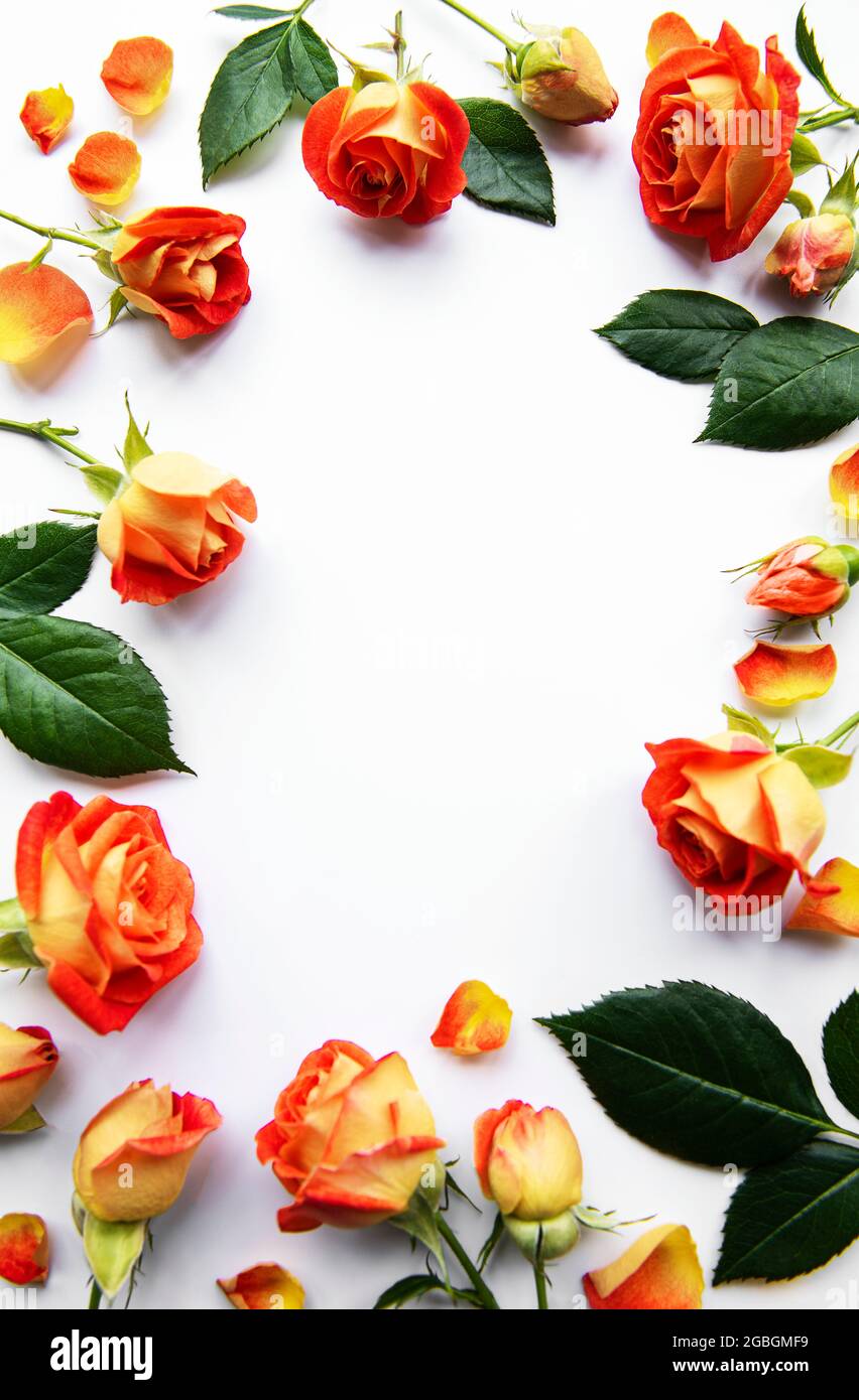 Flowers composition. Frame made of red roses and leaves on white ...