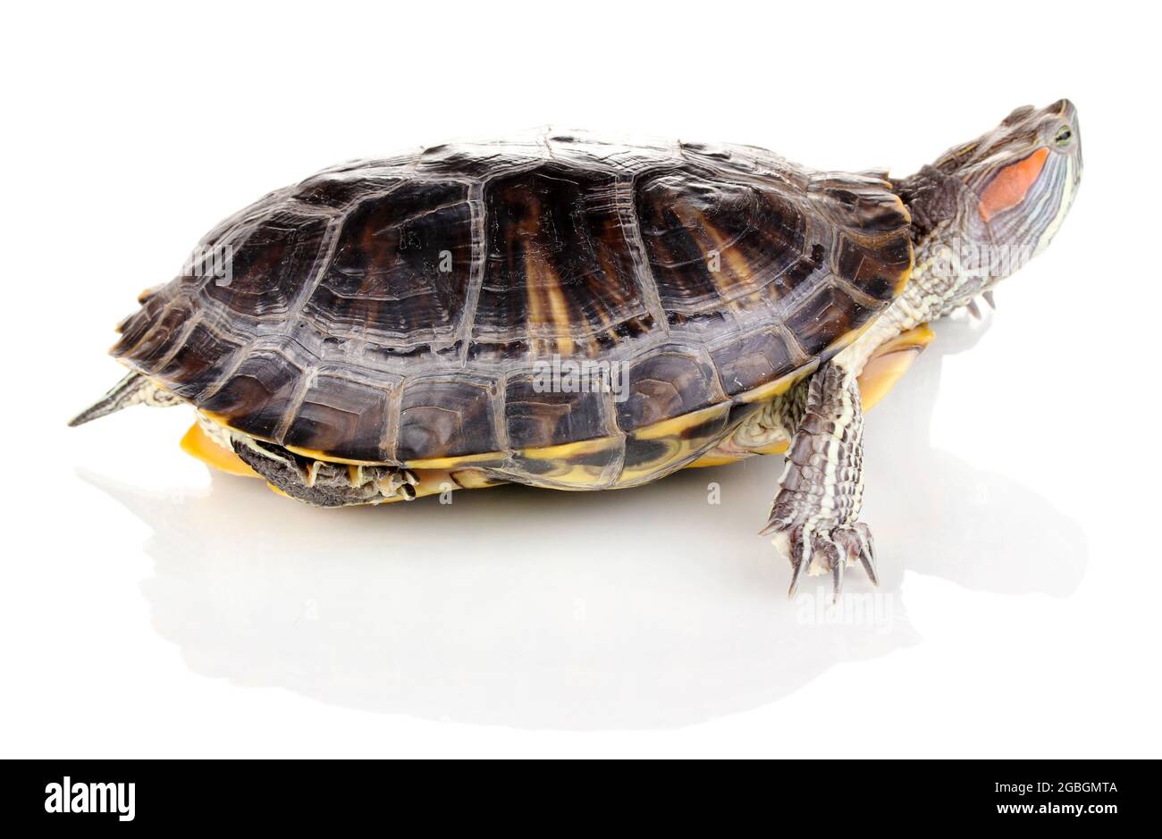 red ear turtle isolated on white Stock Photo - Alamy