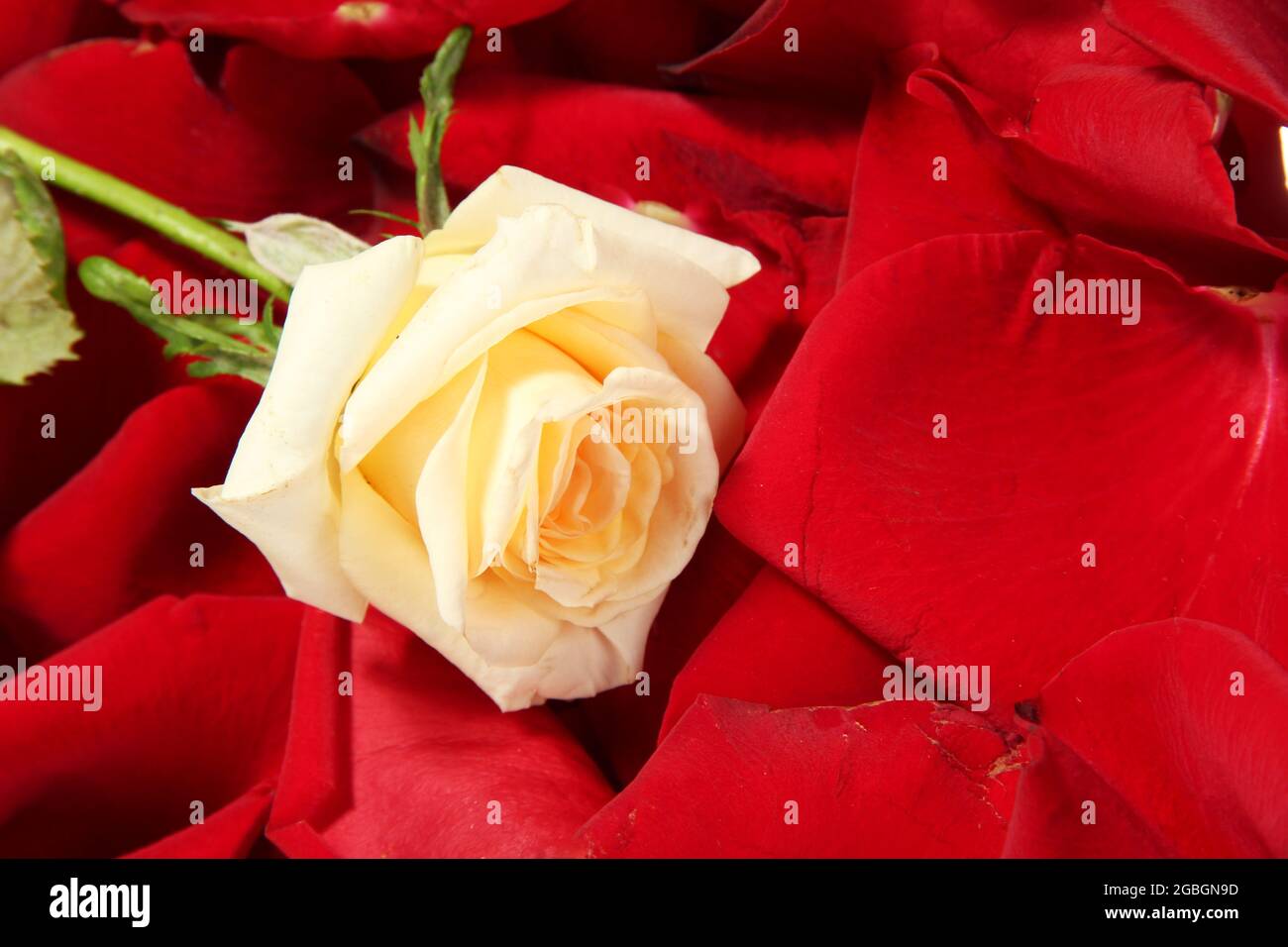 Beautiful cream rose on red rose petals background Stock Photo - Alamy