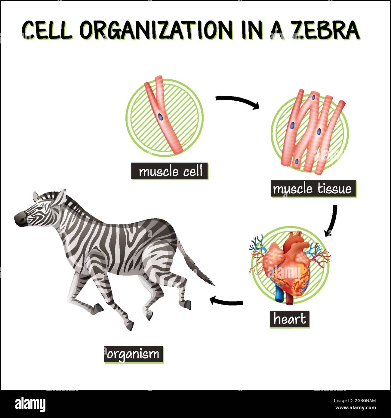 Diagram showing cell organization in a zebra illustration Stock Vector ...