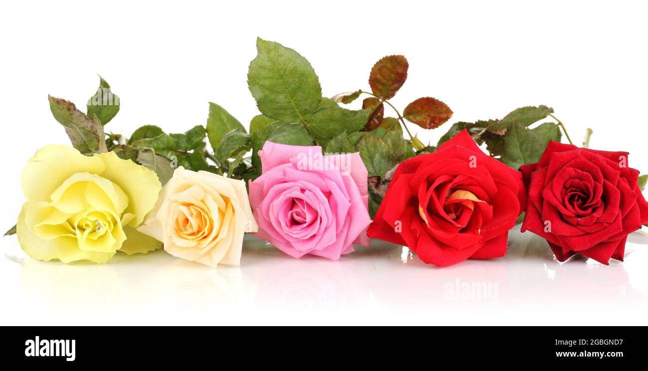 Beautiful colorful roses isolated on white Stock Photo - Alamy