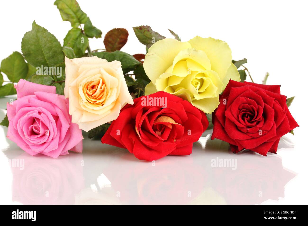Beautiful colorful roses isolated on white Stock Photo - Alamy
