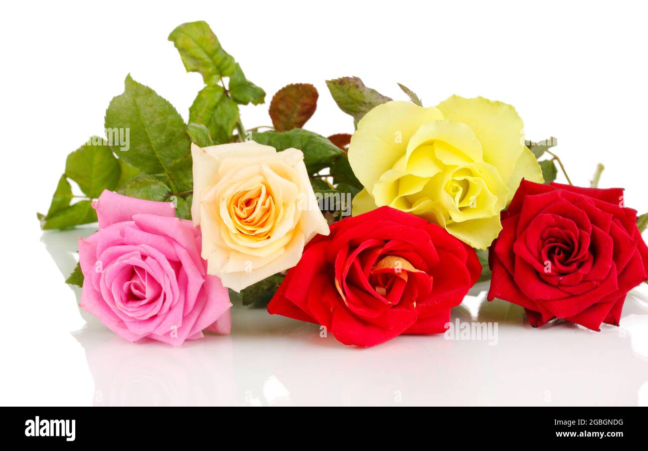 Beautiful colorful roses isolated on white Stock Photo - Alamy