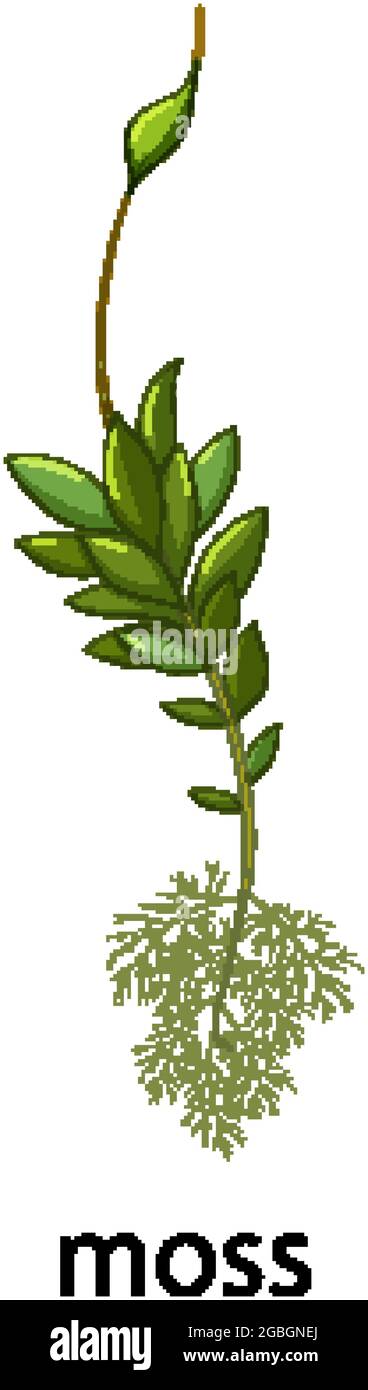 Moss in cartoon style isolated on white background illustration Stock ...