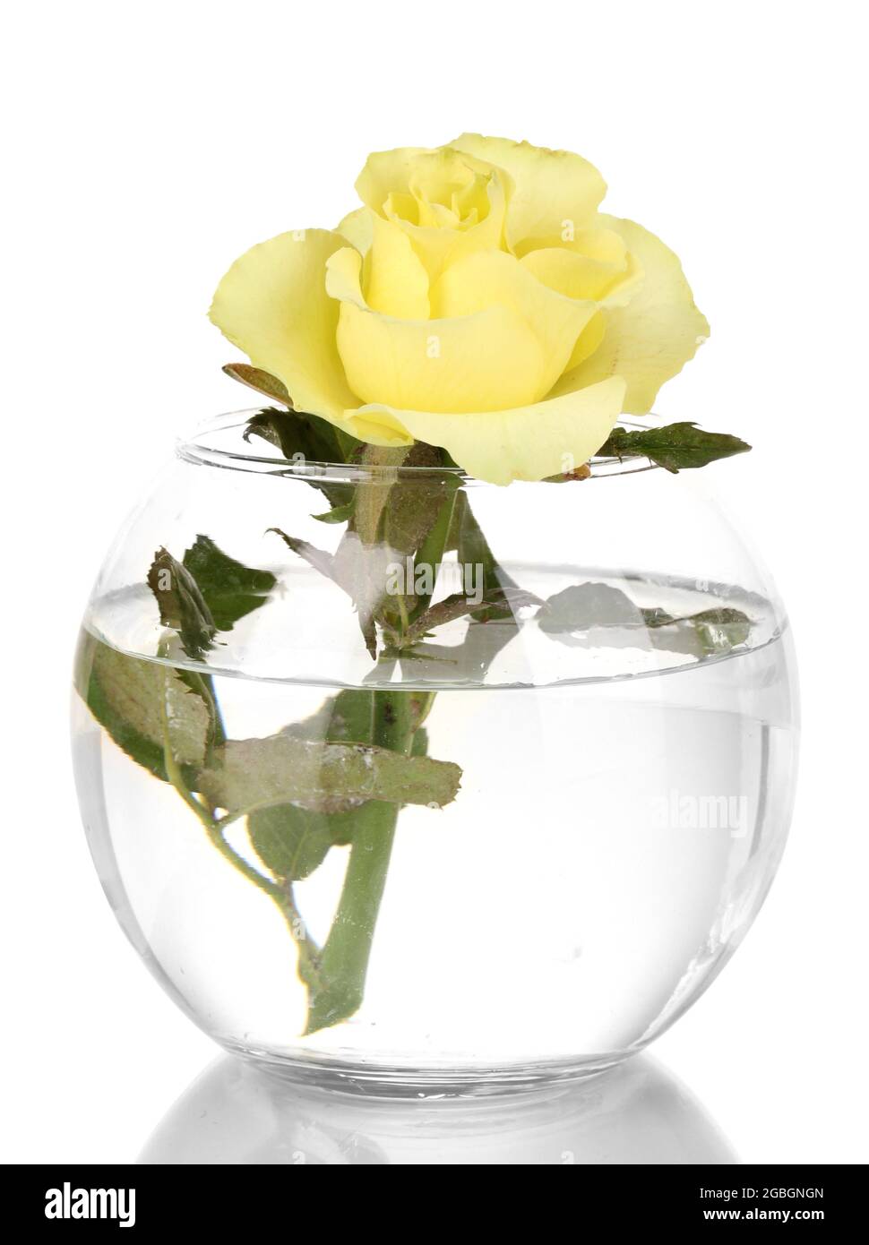 Beautiful yellow rose in glass vase isolated on white Stock Photo - Alamy
