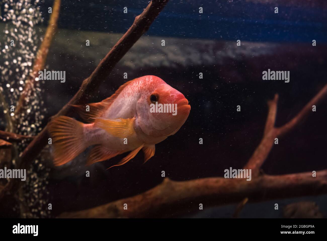 Female Midas Cichlid