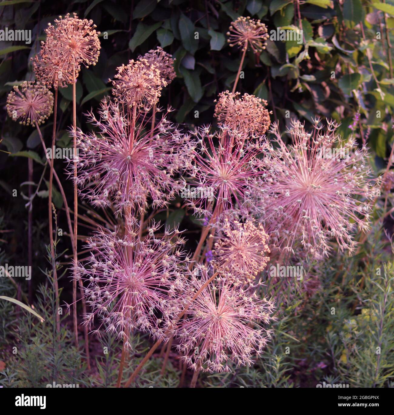 Allium hollandicum seed heads hi-res stock photography and images - Alamy