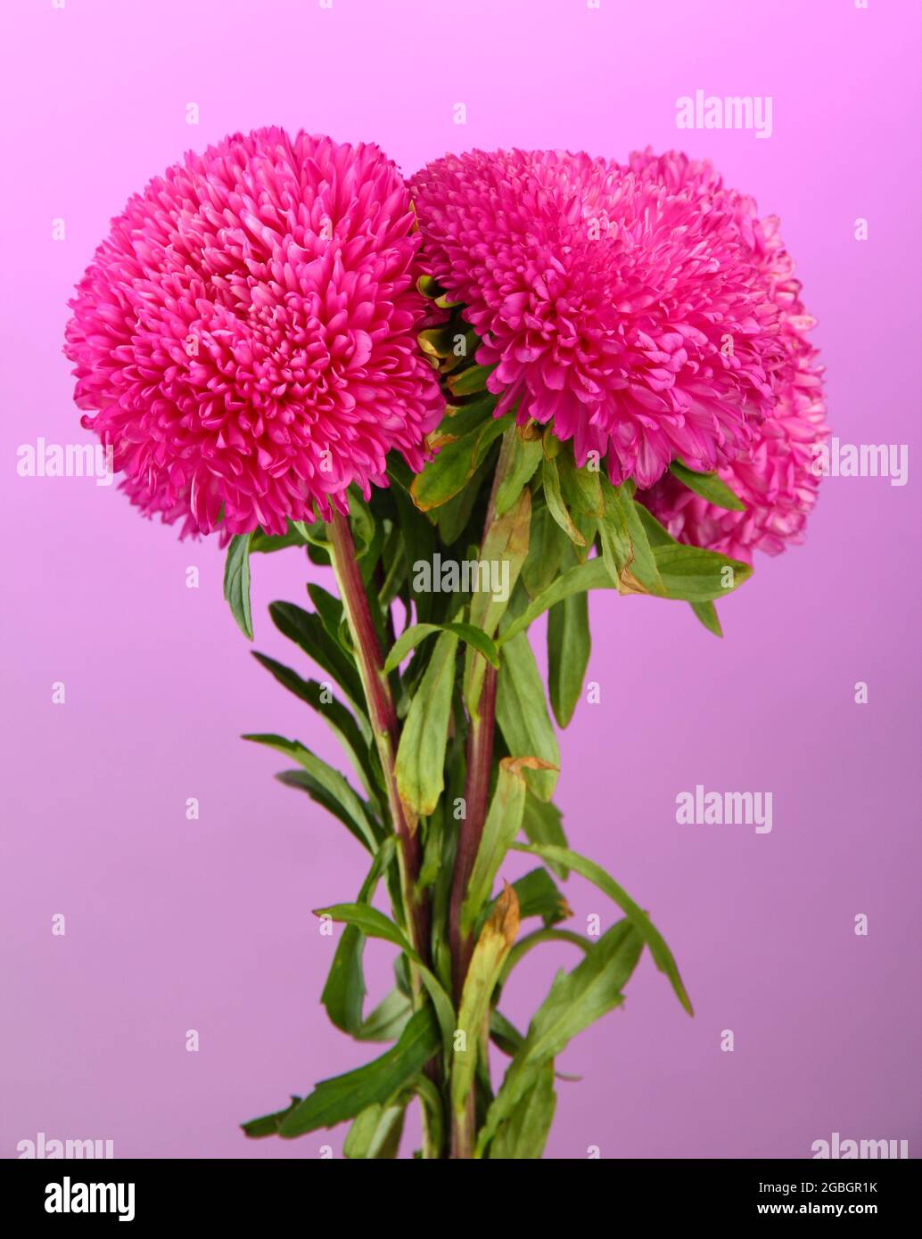 beautiful aster flowers, on pink background Stock Photo - Alamy