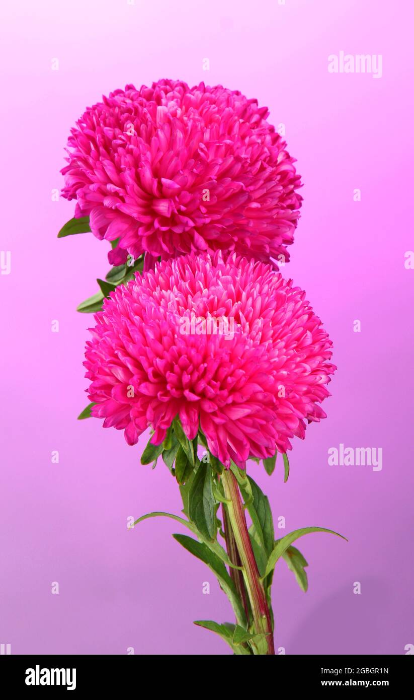 Pink Aster Wallpaper
