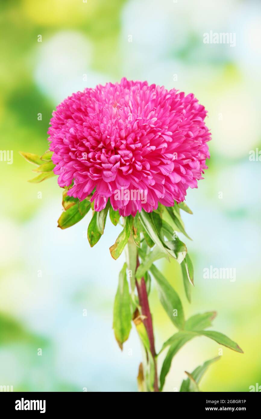 beautiful aster flower, on green background Stock Photo - Alamy