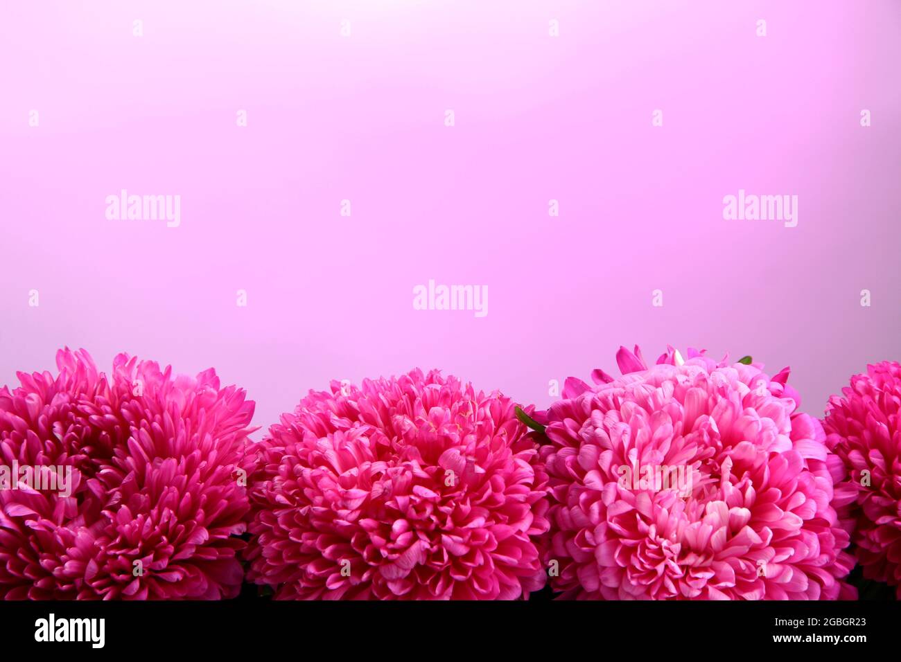 beautiful aster flowers, on pink background Stock Photo - Alamy