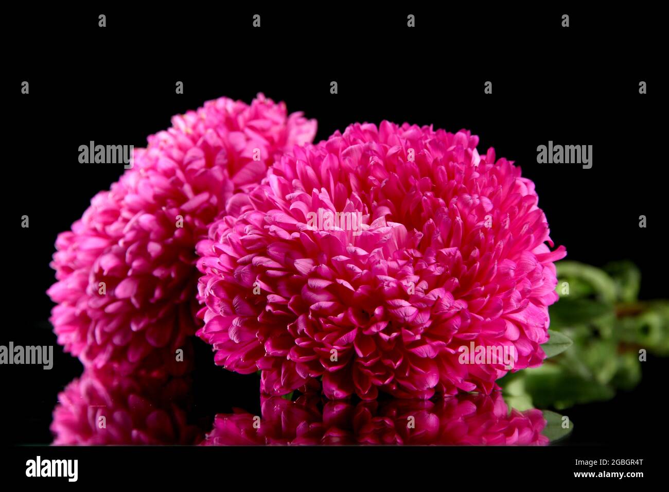 beautiful aster flowers, on black background Stock Photo - Alamy