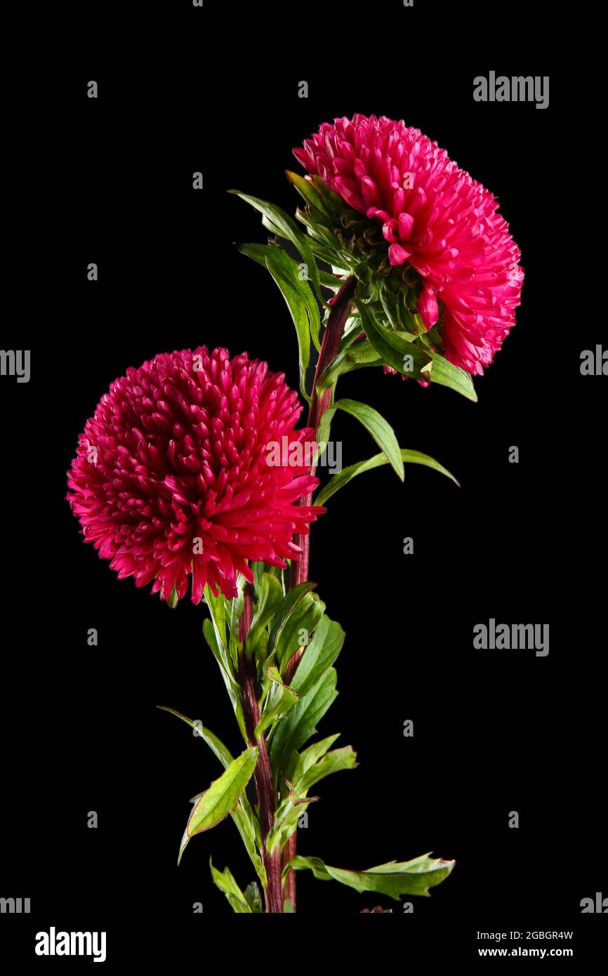 beautiful aster flowers, on black background Stock Photo - Alamy