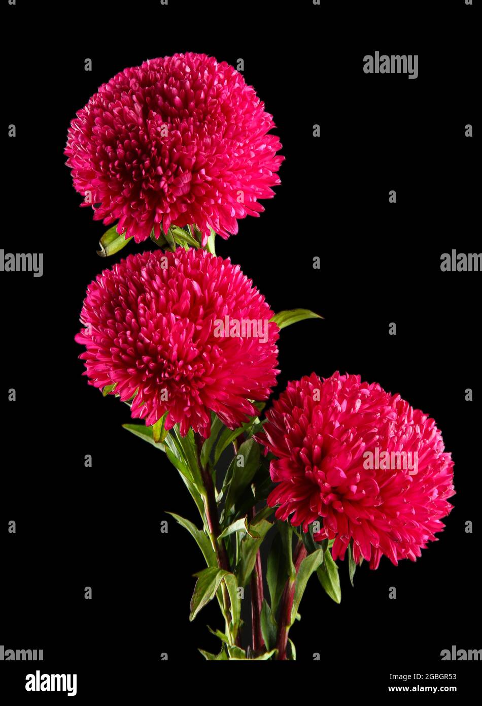 beautiful aster flowers, on black background Stock Photo - Alamy