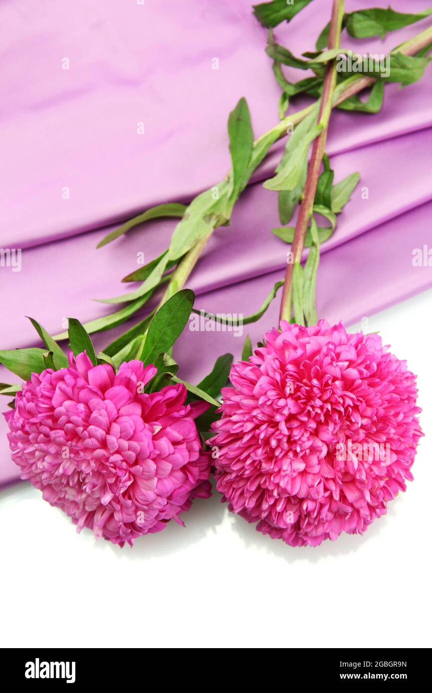 beautiful aster flowers, on silk background Stock Photo - Alamy