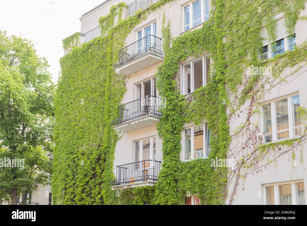 The multi-storey building is covered with wild grapes. A multi-storey ...
