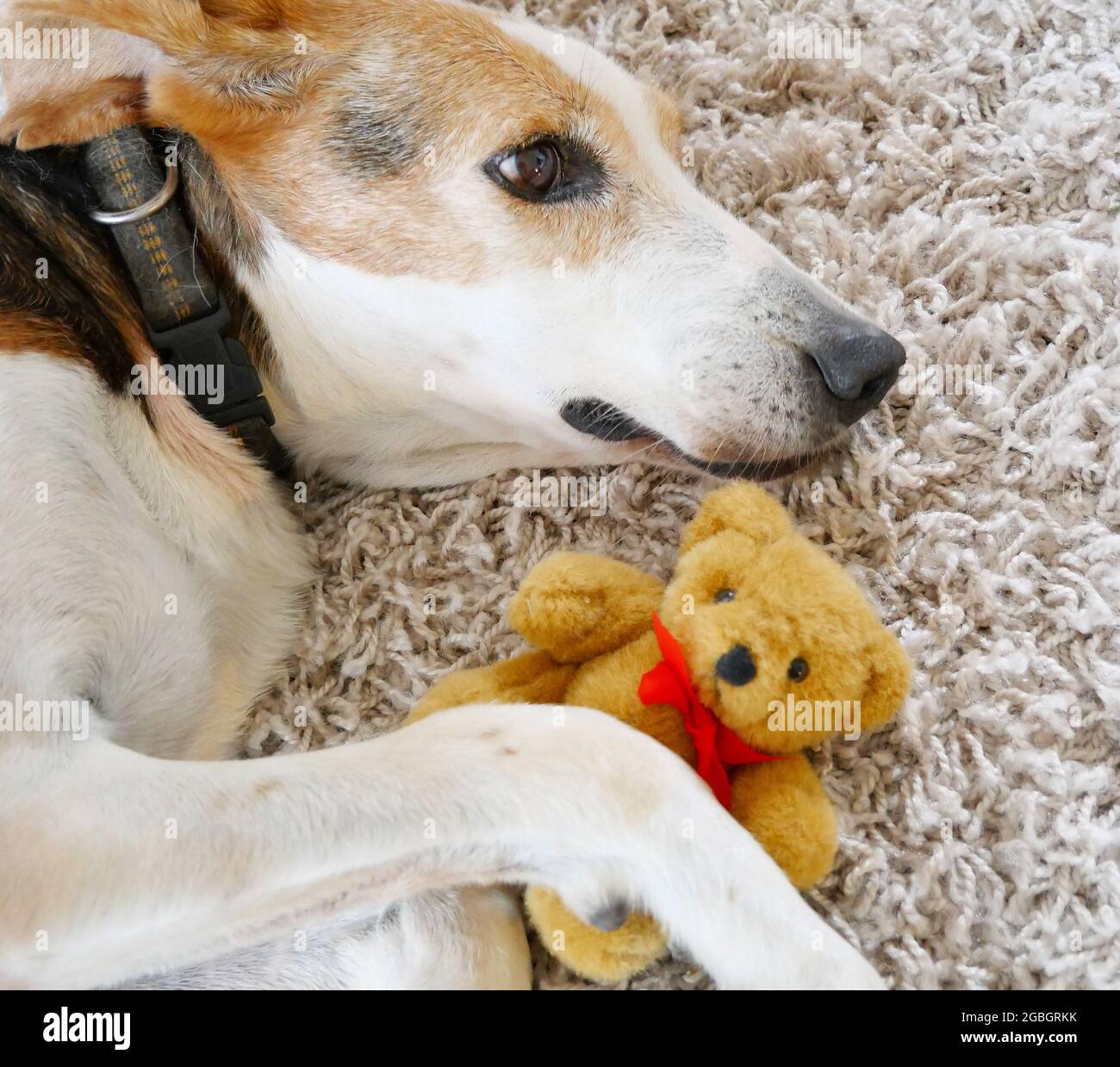Dog with a cuddly toy Stock Photo - Alamy