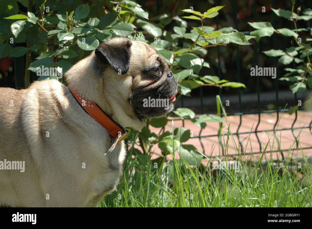 Portrait of an adorable pug dog with an orange neck belt standing in ...