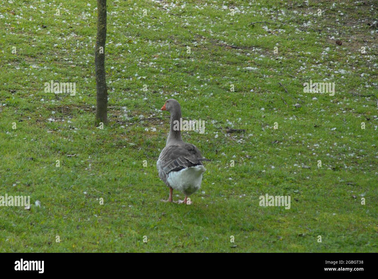 Gray domestic duck standing on the green grass in the field Stock Photo ...