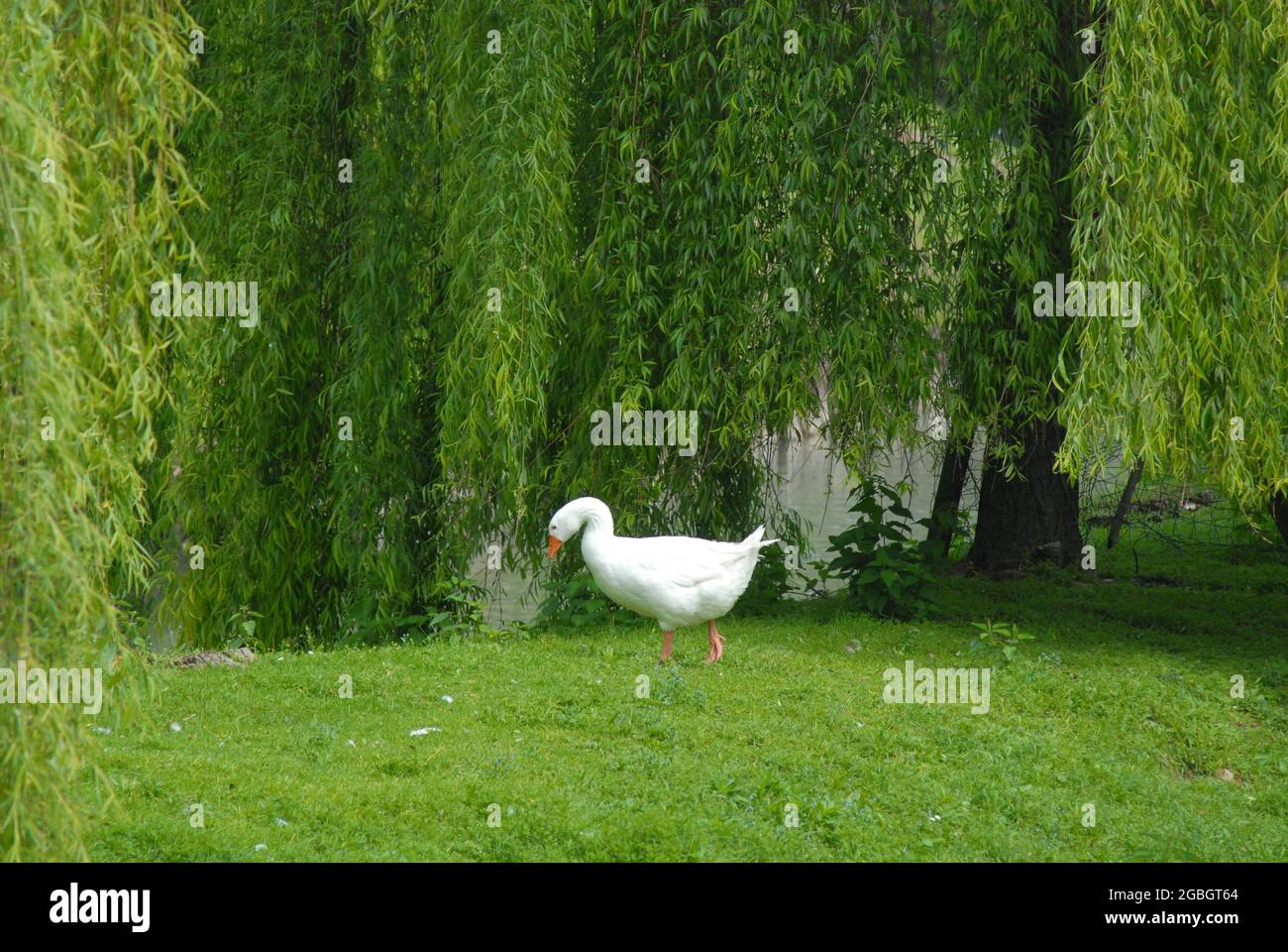 White goose walking on the grees grass under the dense tree Stock Photo ...