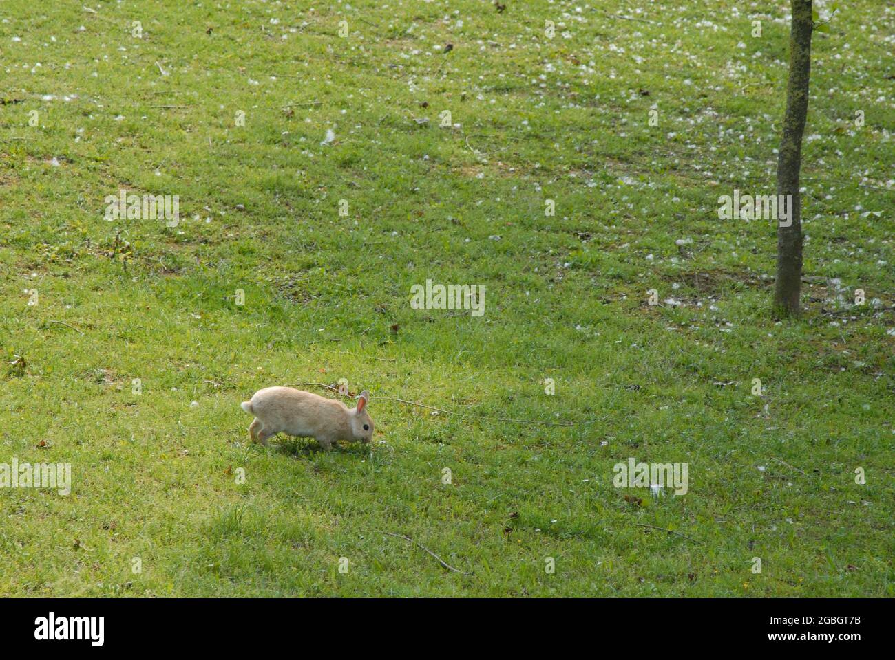 Adorable beige rabbit grazing in the green field - wildlife Stock Photo ...