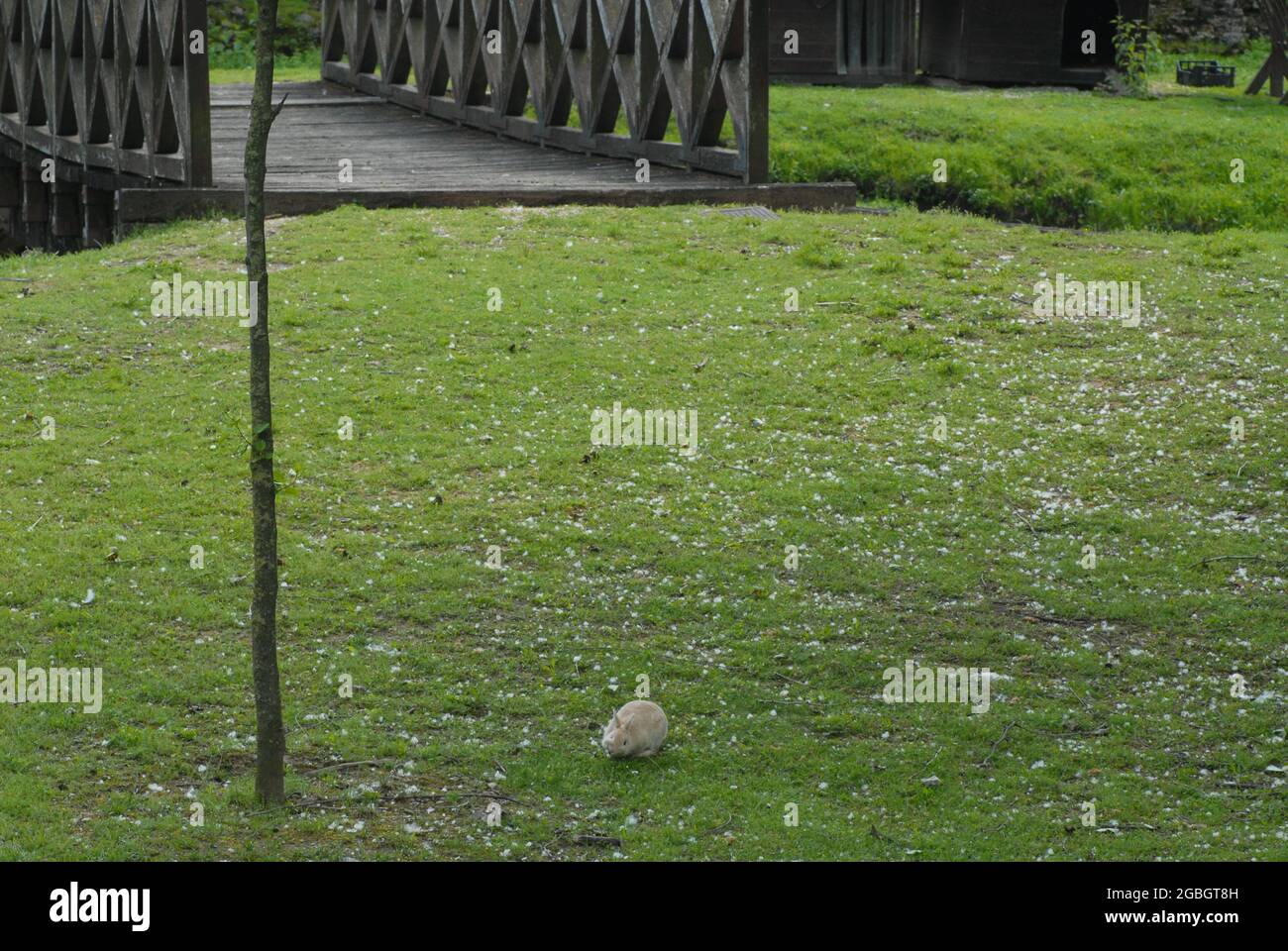 Adorable beige rabbit grazing in the green field on the background of a ...