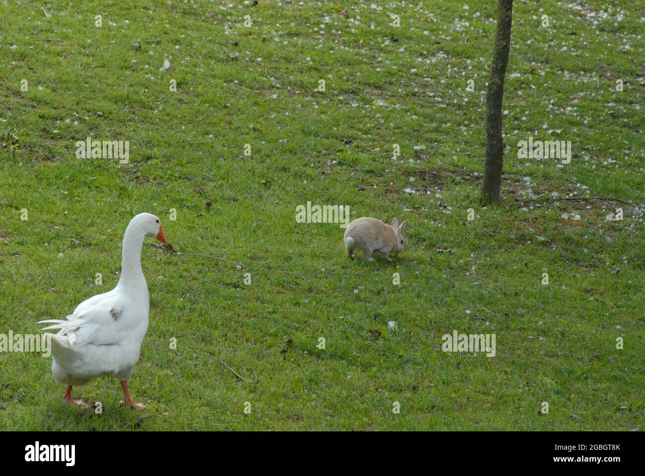 Adorable white goose and a gray rabbit grazing in the green field Stock ...