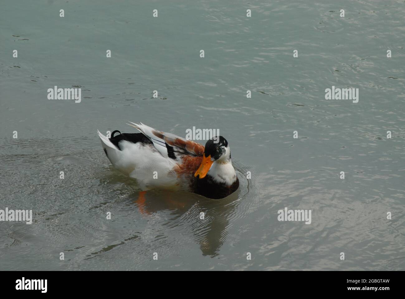 Adorable colorful duck swimming in the gloomy water - wildlife Stock ...
