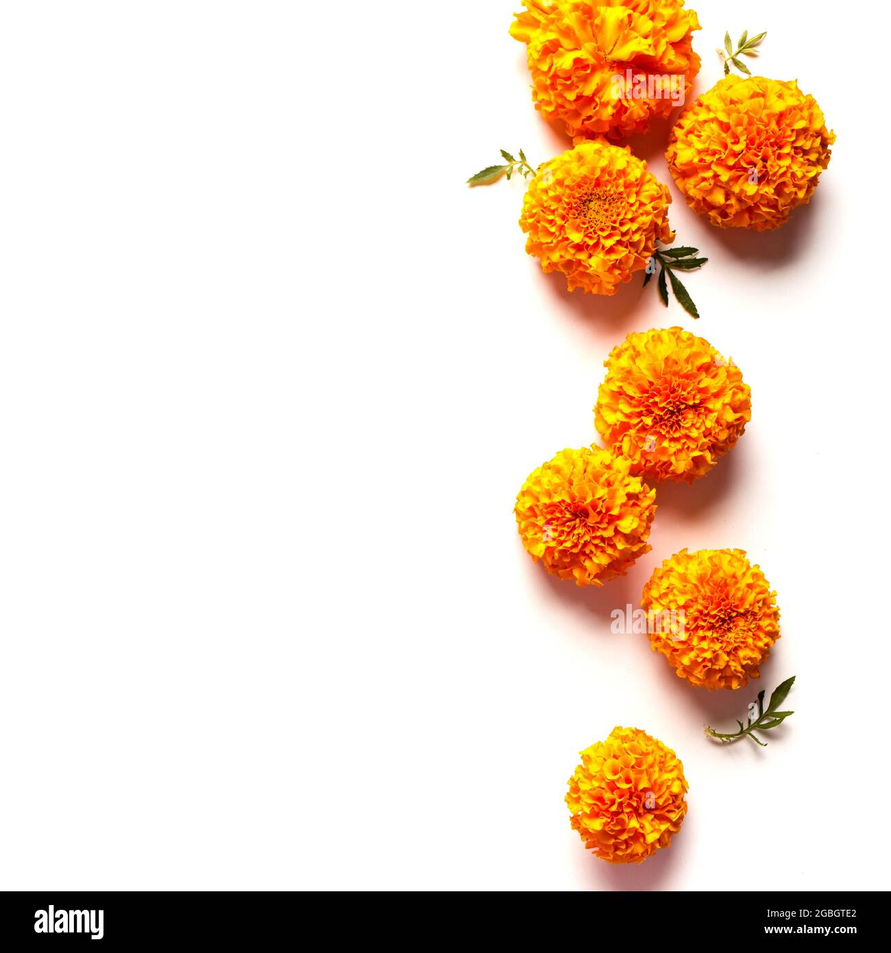 Marigold yellow flowers isolated on white background, creative flat lay ...