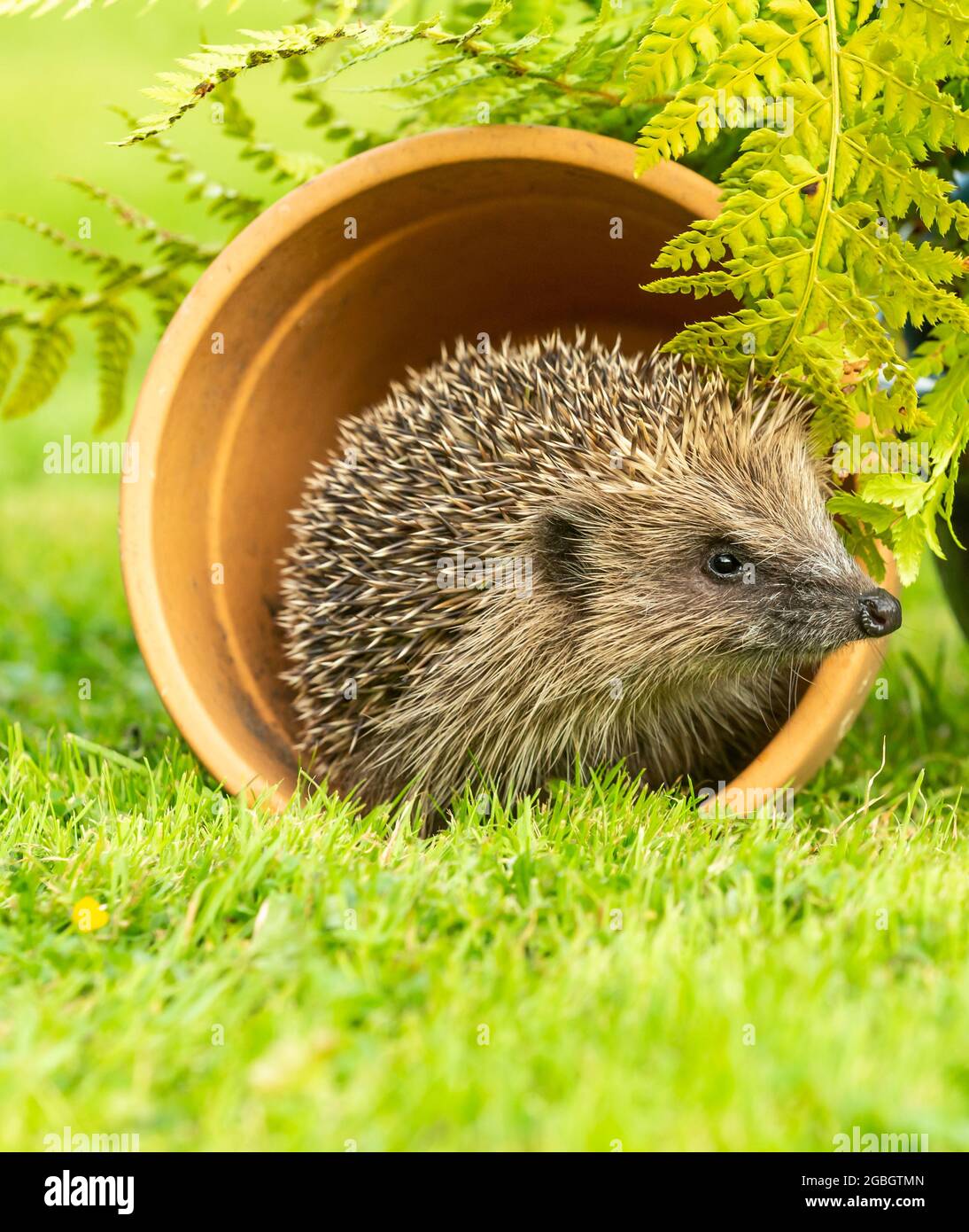 Portrait of a wild, native, European hedgehog in natural garden habitat ...