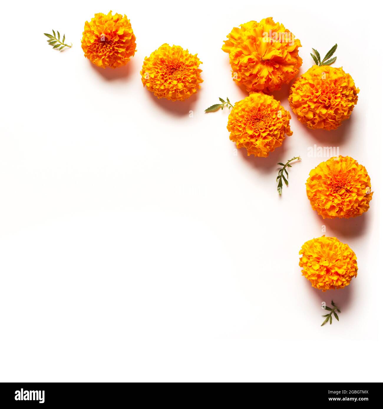Marigold yellow flowers isolated on white background, creative flat lay ...