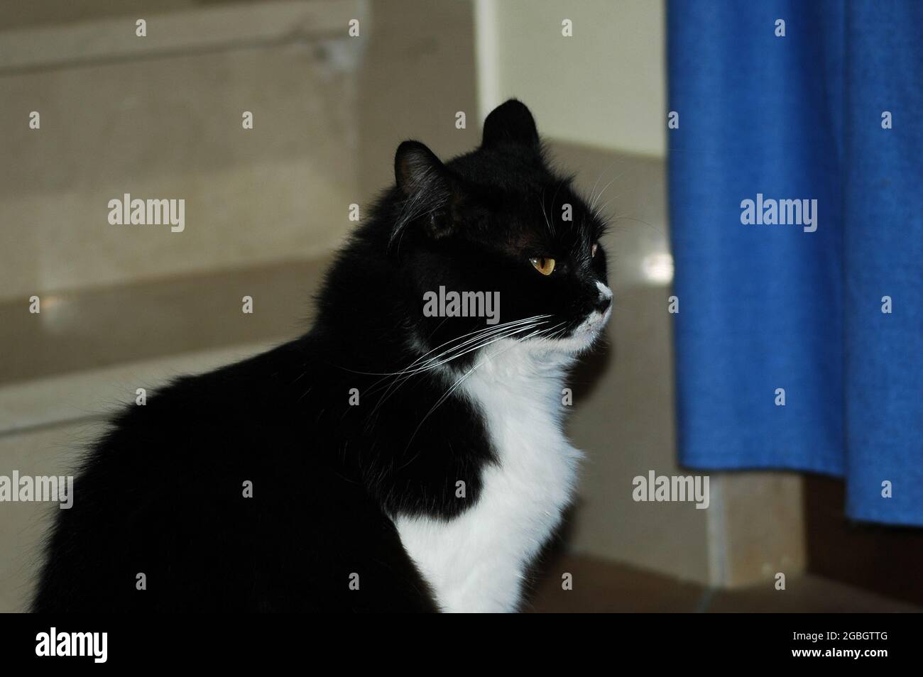 Portrait of an adorable black-white grumpy cat sitting on the stair ...