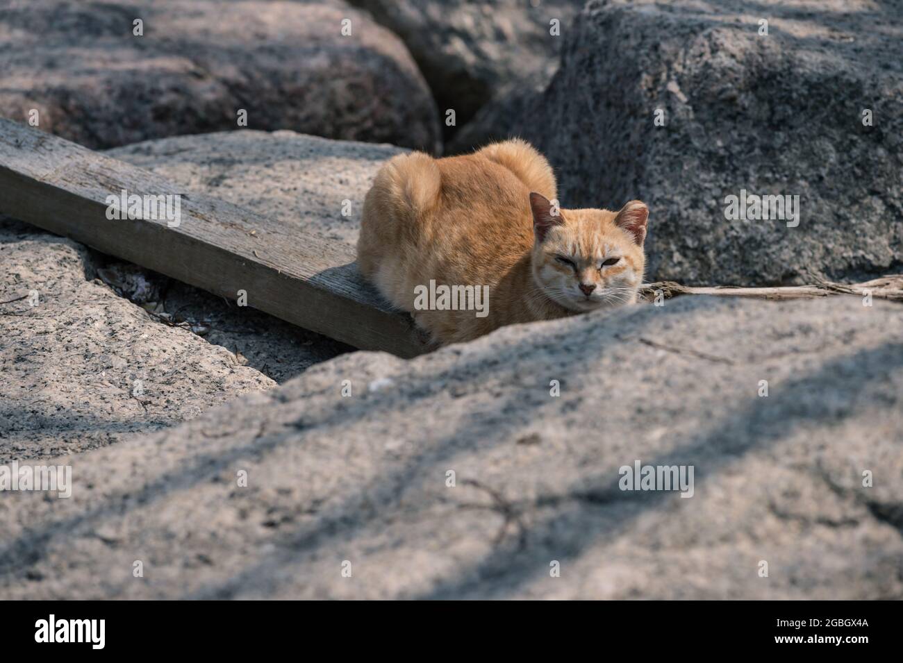Cat and Stone Stock Photo - Alamy